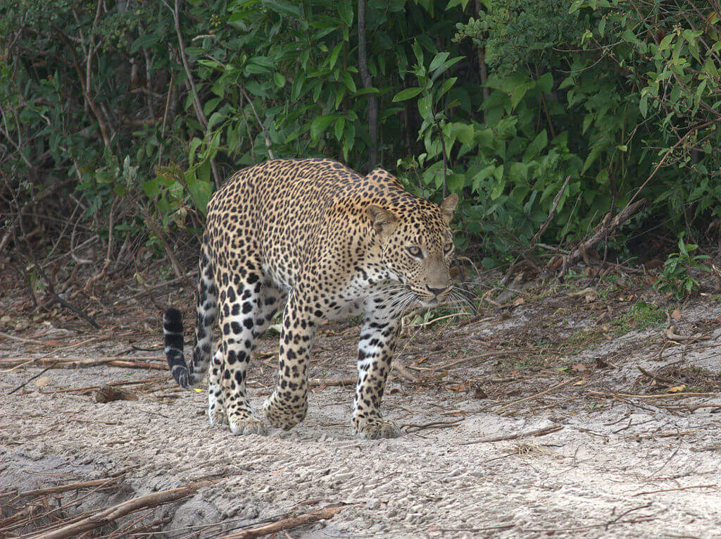 Panthère de Ceylan (Panthera pardus kotiya)